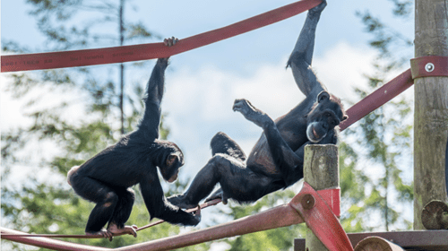 MONKEY WORLD - Bank Holiday Monday 4th May 2026 - Enfieldian Tours